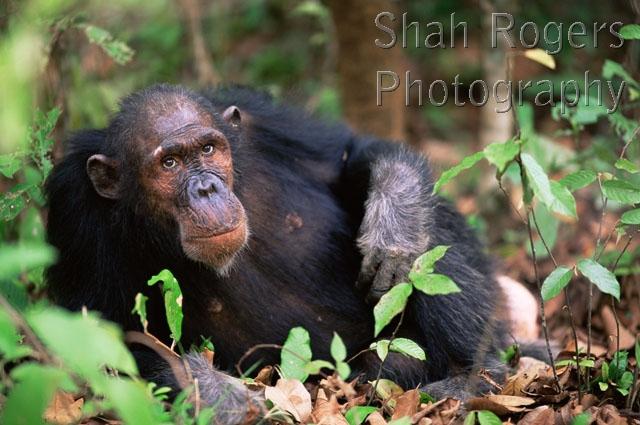 Mature Chimpanzee resting on ground (Pan troglodytes schweinfurtheii ...