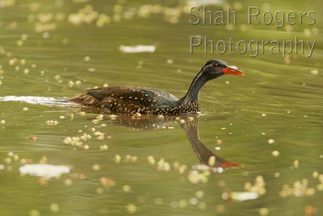 African finfoot (Podica senegalensis) male swimming in river. Lope ...