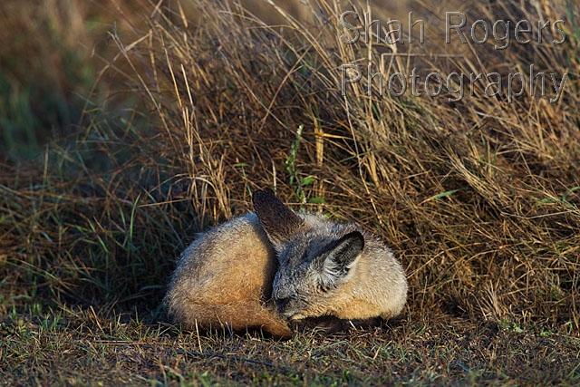 Bat eared fox resting (Otocyon megalotis). Maasai Mara National Reserve ...